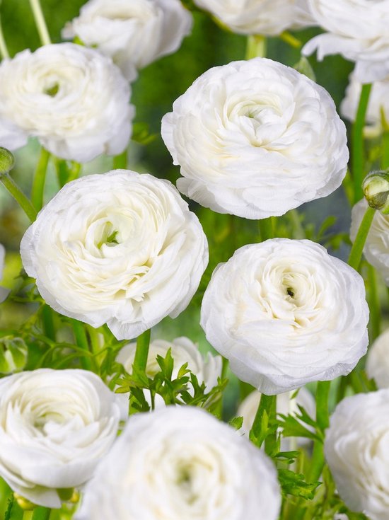 100x Ranonkel 'Ranunculus white' - BULBi® Bloembollen met bloeigarantie ...