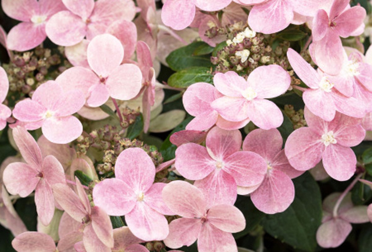 Hortensia Hydrangea Switch Ophelia – Tuinplant die van Kleur Verandert ...