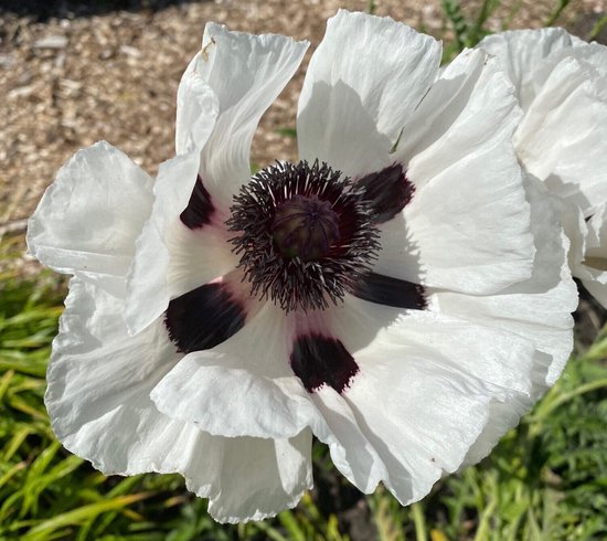 6 x Papaver or. 'Royal Wedding' - Papaver, klaproos - P9 Pot (9 x 9cm ...