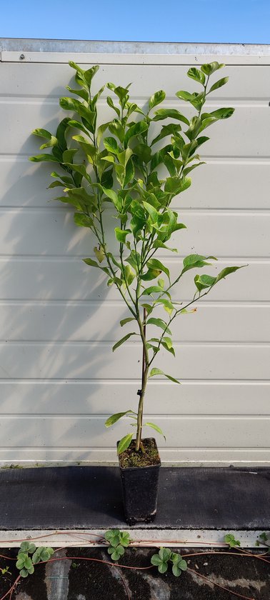 Citrus auratifolia - Limoen' limoenplant - 2 liter pot - 50cm | bol.com