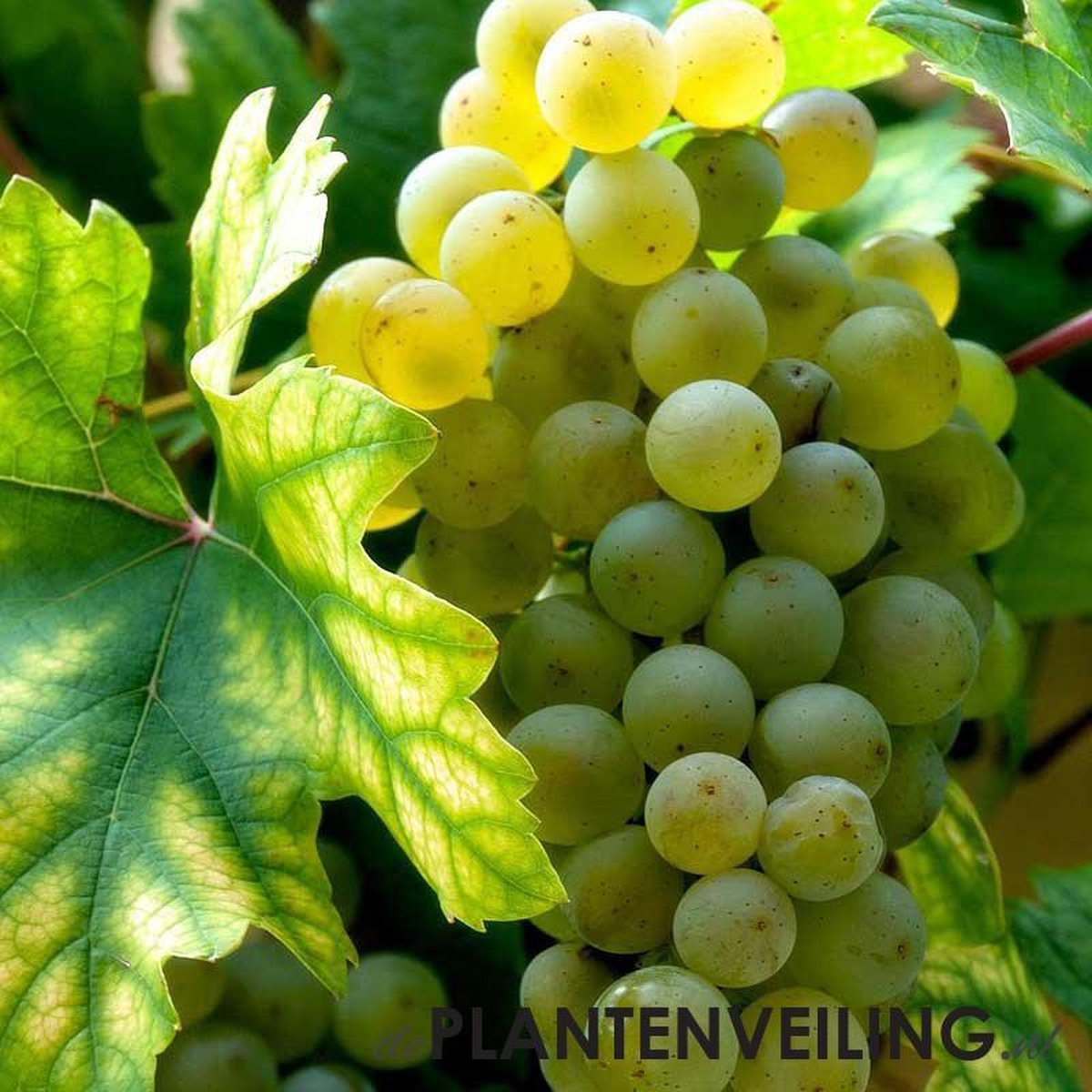 Witte druif - Vitis 'Aurora' - kleinfruit - fruitstruik - zelf druiven ...