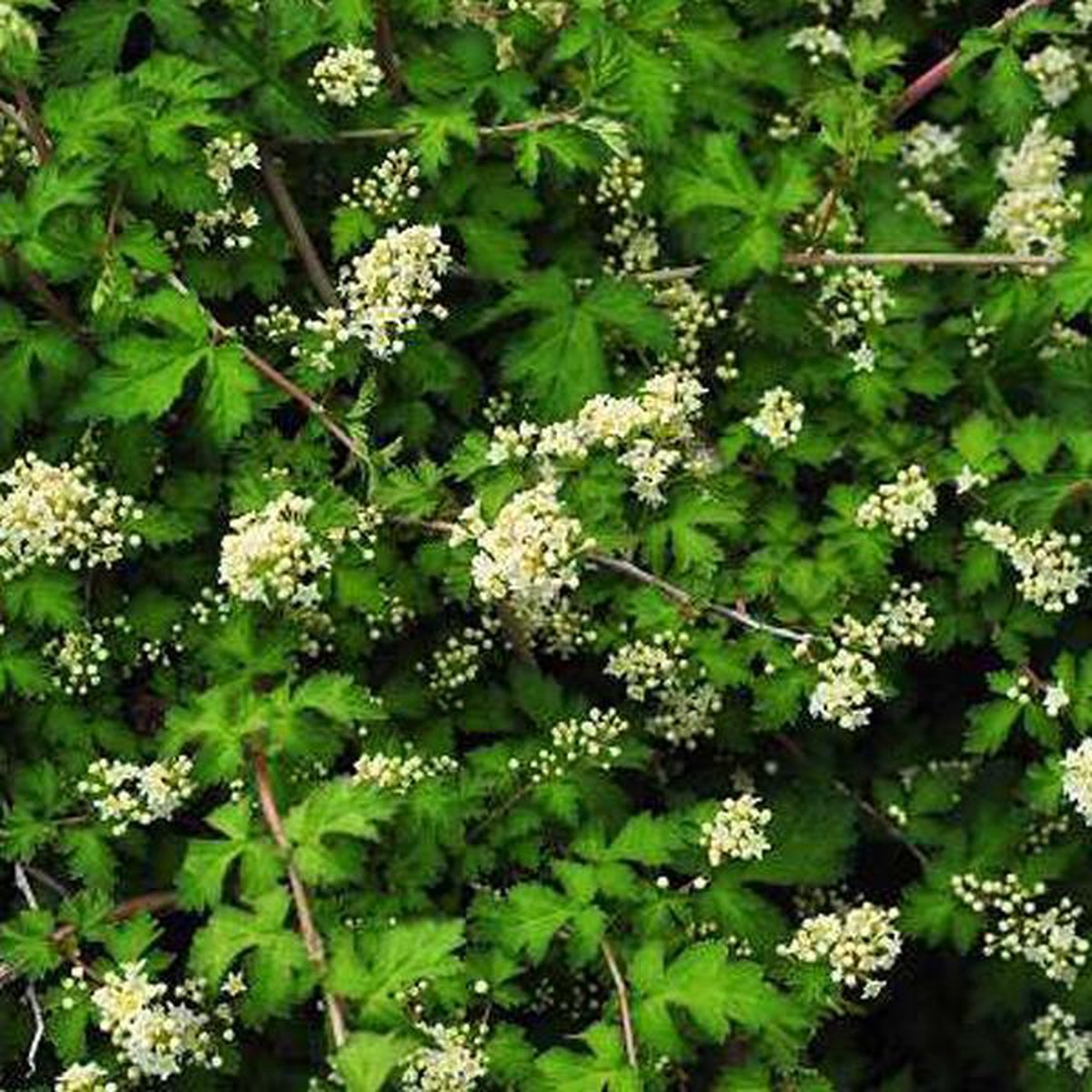 Stephanandra incisa 'Crispa' - Grote kransspirea 30-40 cm in pot | bol