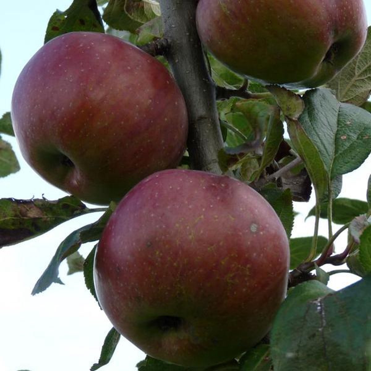 Malus Domestica 'Gloster'- Appel Boom Hoogstam 250cm Blote Wortel | bol.com