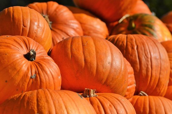 Berivita Pompoenolie Puur - Onbewerkt - Voor huid & lippen - Pumpkin ...