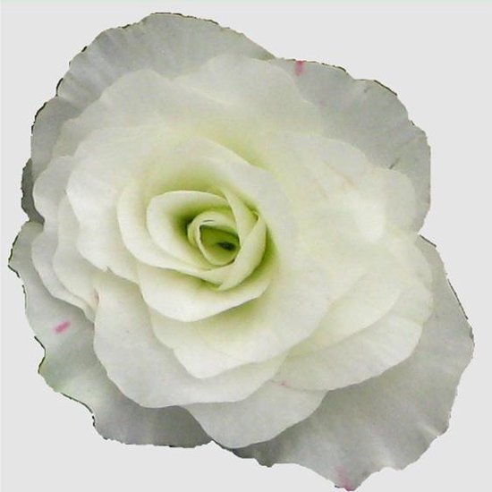 Azalea Aiko White (wit) in houten pot | bol