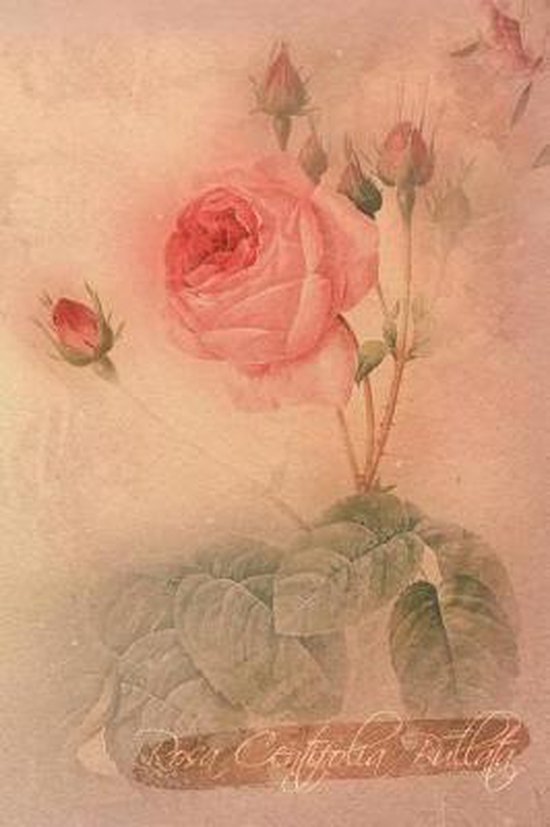 Rosa Centifolia Bullata, Coming Up Roses | 9781090577795 | Boeken | bol.com