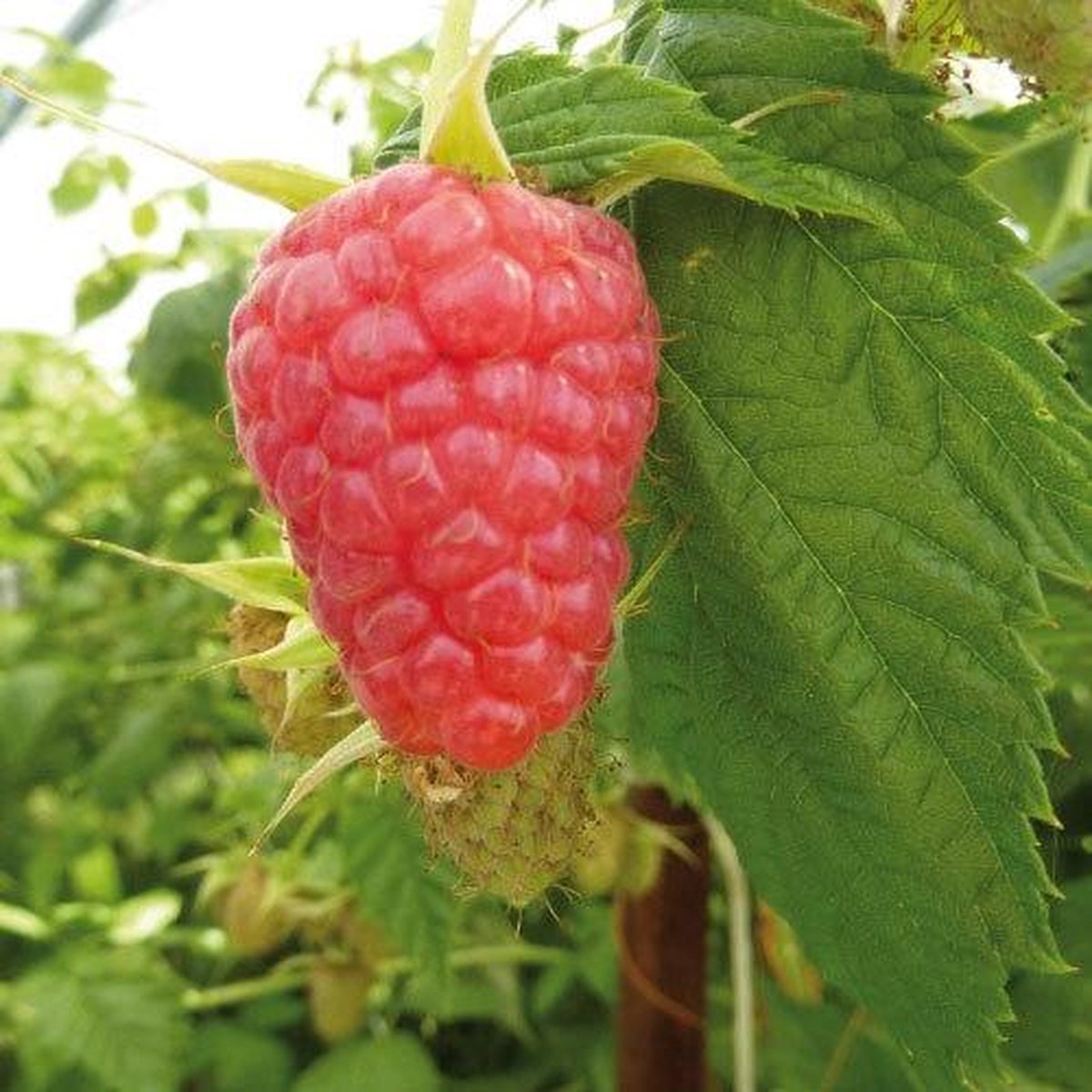 Framboos Tulameen - frambozenstruik geeft grote en sappige vruchten ...