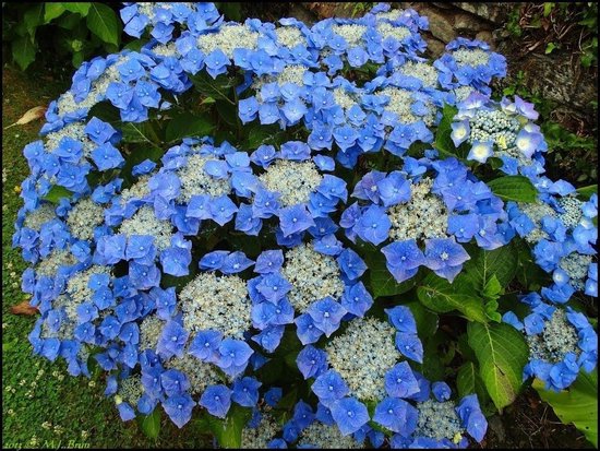 Hydrangea 'Teller Blue' - Hortensia - 25-30 cm in pot: Hortensia met ...
