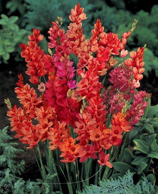 Ixia 'Venus' (20 st.) | bol