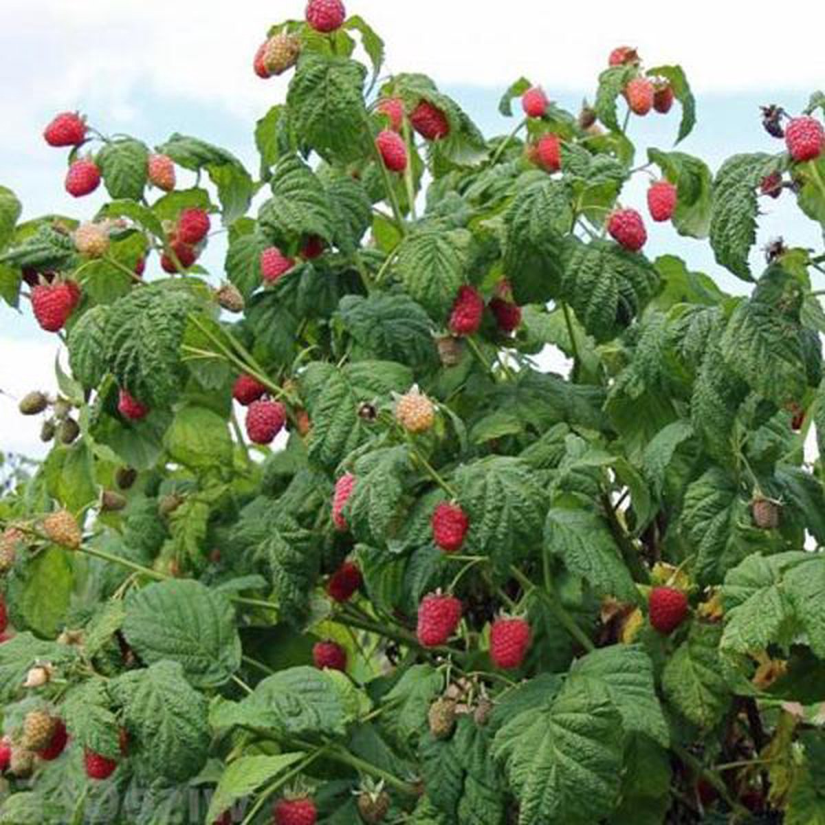 Rubus idaeus Malling Promise Struik in Pot | bol