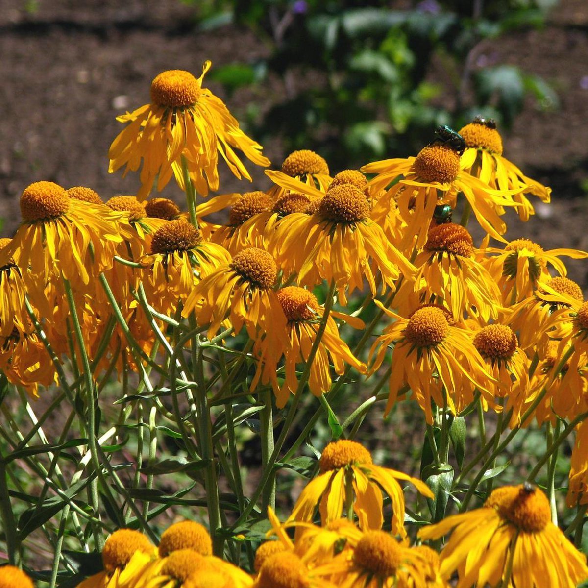 6 x Helenium Hoopesii - Zonnekruid pot 9x9cm | bol.com
