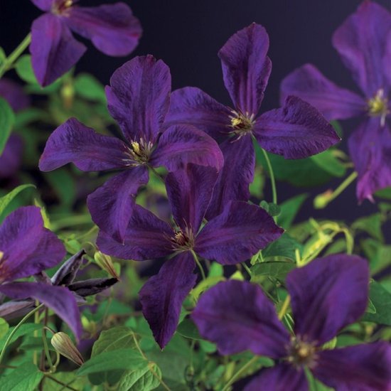 3 stuks - Van der starre - Klimplant Clematis vit. Polish Spirit... | bol