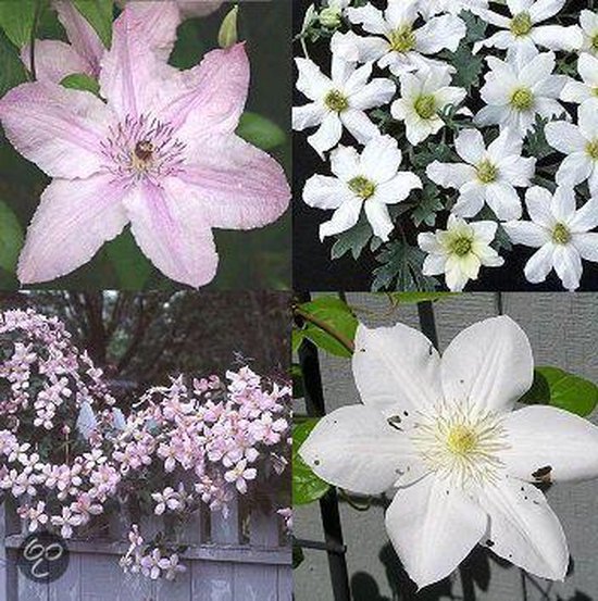 ClematisOnline Tuin- en balkonplant * Klimplanten kleurencombinatie: 4 ... ClematisOnline Tuin- en balkonplant * Klimplanten kleurencombinatie: 4 ...