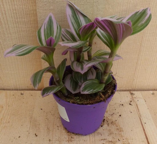 Mini Tradescantia Roze Blad | bol.com