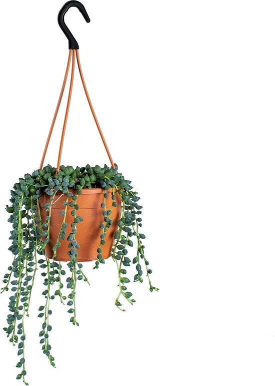 Senecio 'Rowleyanus' | Erwtenplant in hangpot per stuk - Kamerplant ⌀14 ...
