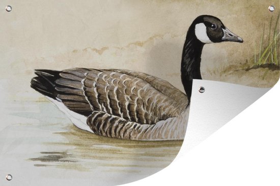 Une illustration d'une bernache du Canada sur l'affiche de jardin d'eau ...