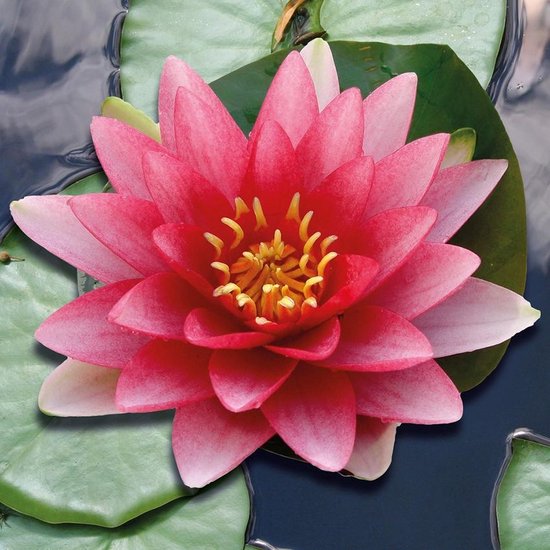 VDVELDE Grote Waterlelie Rood - Winterharde Rode Waterlelie - Nymphaea ...