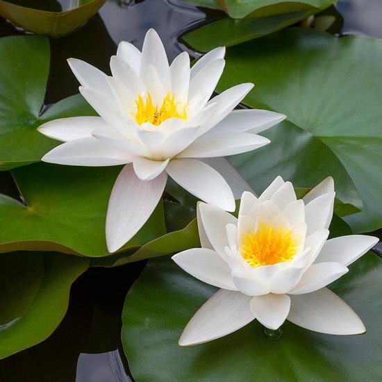 Waterworld Grand Nénuphar Blanc Nymphaea Albatros + Ensemble Aqua | bol.com