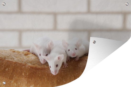 Tuinposter - Tuindoek - Tuinposters buiten - Muizen op een brood ...
