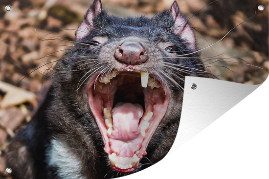 Un diable de Tasmanie avec affiche de jardin bouche ouverte 120x80 cm ...