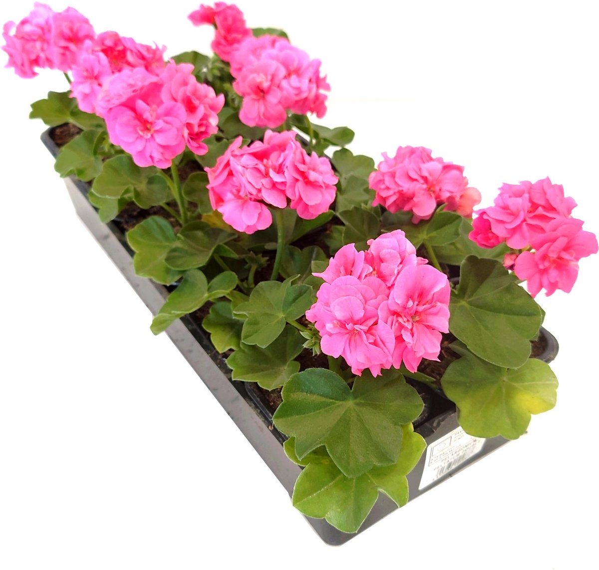 Pakket van 20 Geraniums / Pelargonium - Hangend dubbel Vicky (roze ...