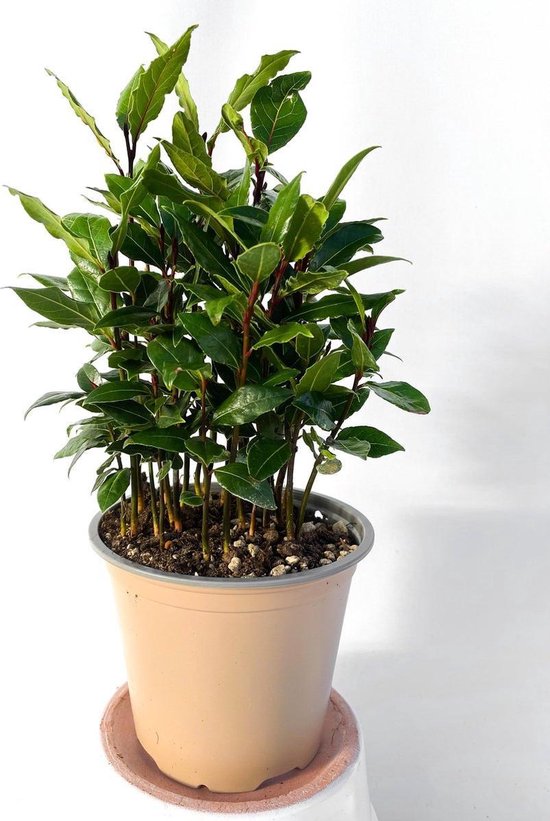 1 Keuken Laurier Plant 14cm pot Laurus Nobelis Keukenlaurier plantje ...