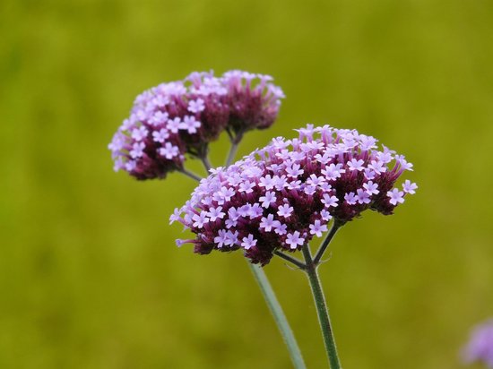 Verbena bonariensis - 6 stuks - paarse bloemen - vaste plant - P9 ...