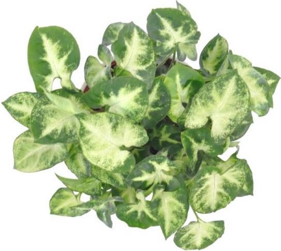 Mama's Plantes - Syngonium Pixie - Puzzle Plante - 'Queue de Dragon ...