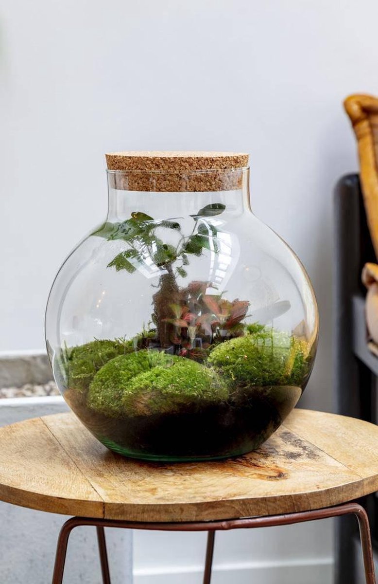 Growing Concepts DIY Duurzaam Ecosysteem Bol met Kurk - Planten - Ficus ...