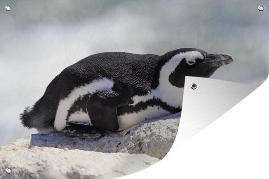 Un pingouin à pieds noirs prend un bain de soleil sur un poster de ...