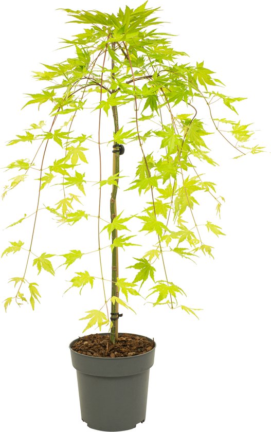 Plant in a Box - Acer palmatum 'Cascade Gold' - Japanse esdoorn ...