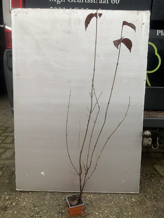 Cornus kousa ‘Milky way’ 60-80 cm pot | bol