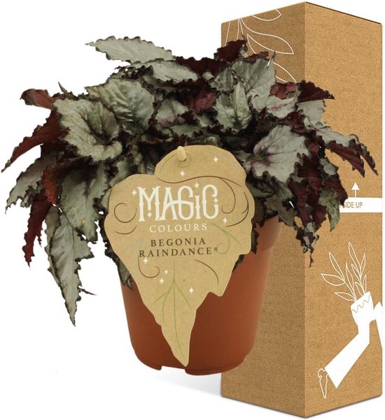 Begonia – Stippenbegonia (Begonia Rex Raindance) – Hoogte: 25 cm – van ...