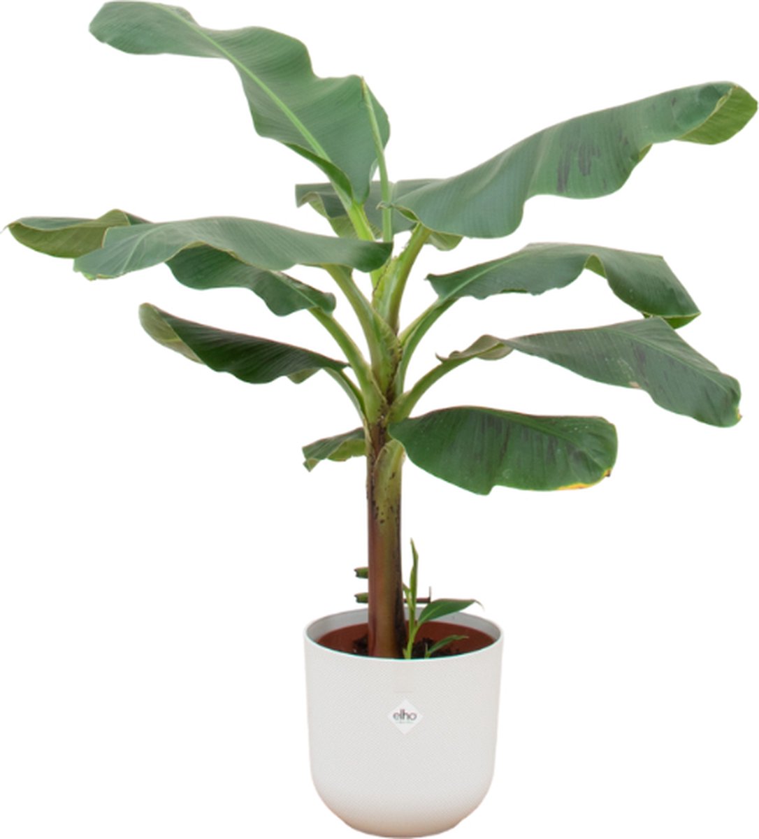 Bananenplant – Bananen plant (Musa) met bloempot – Hoogte: 120 cm – van ...