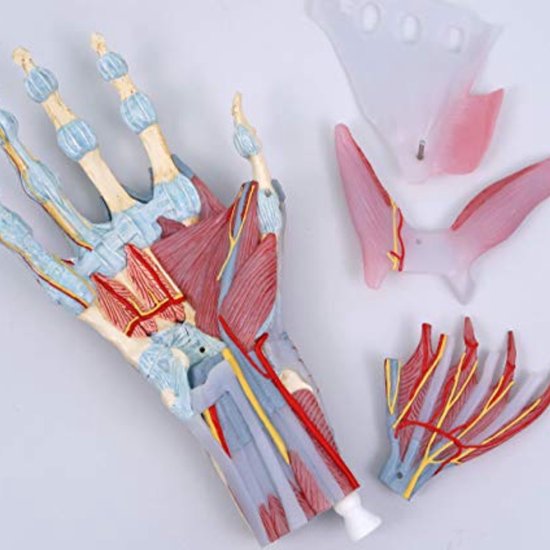 Anatomie Model - Anatomisch Model | bol