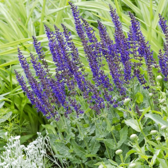 6 x Salie Mainacht Paars|Blauw - Winterharde Vaste Planten - Salvia nemorosa... | bol
