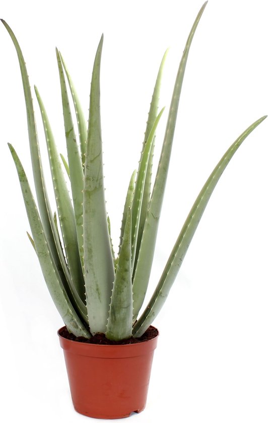 Vetplant – Aloë VeraSources- Flora (Aloe Vera) met bloempot – Hoogte ...