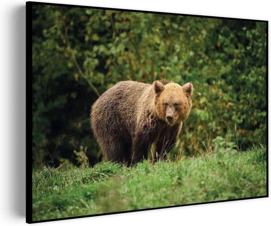 Akoestisch Schilderij De Beer Tussen Het Groen Rechthoek Horizontaal ...