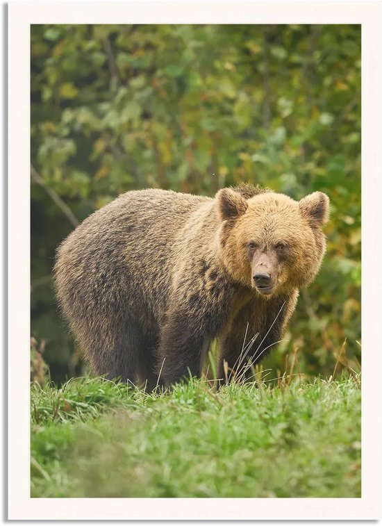 Poster De Beer Tussen Het Groen Rechthoek Verticaal Met Lijst M (30 X ...