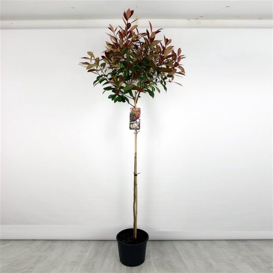 Photinia fraseri 'Red Robin' C12 cm Stam 120 | bol