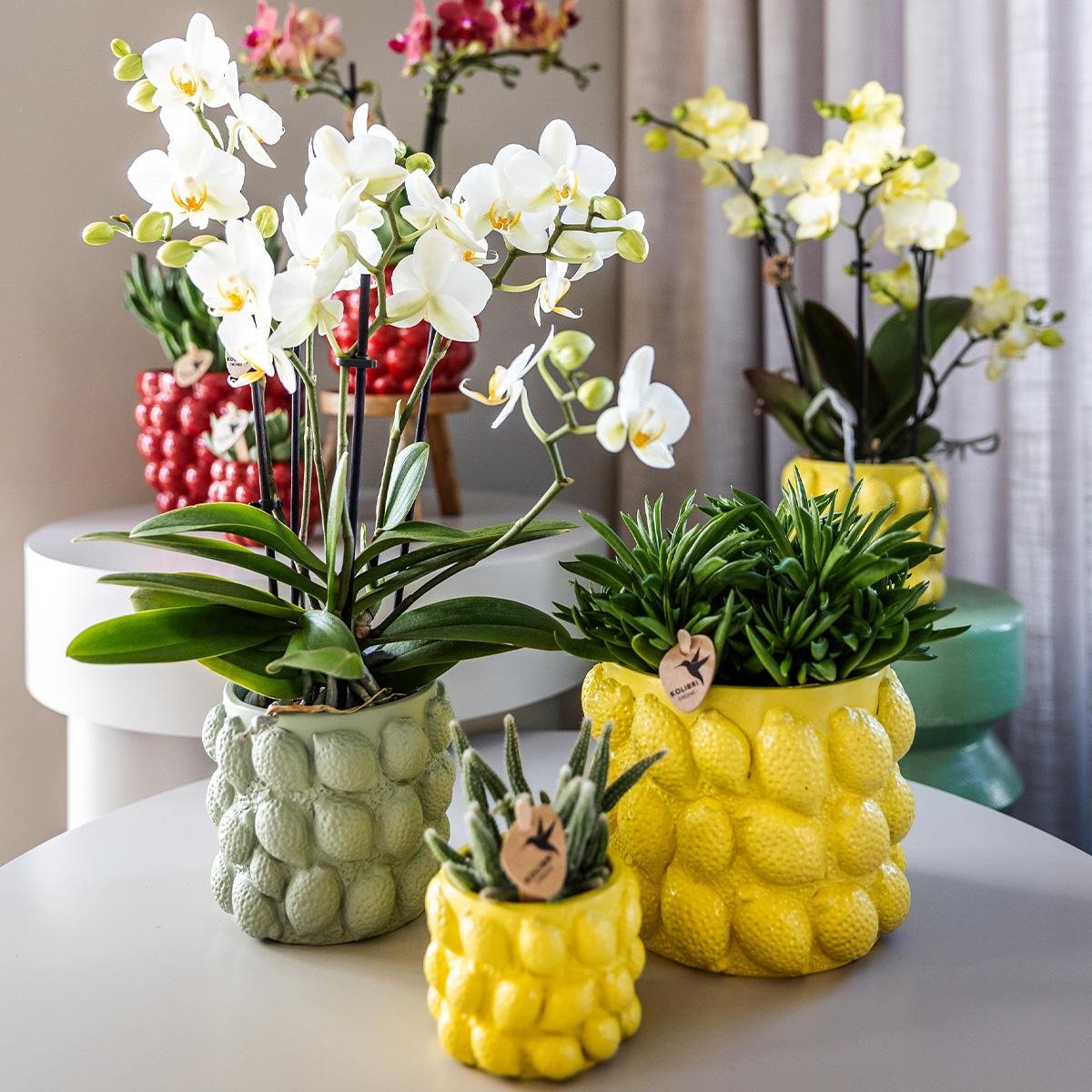 Kolibri Orchids | gele Phalaenopsis orchidee – Mexico + Citrus sierpot ...
