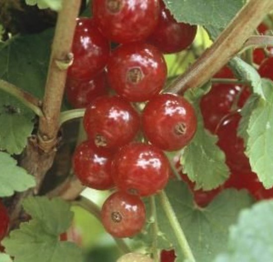 Ribes rubr. 'Jonkheer van Tets' - Rode bes struik in pot | bol