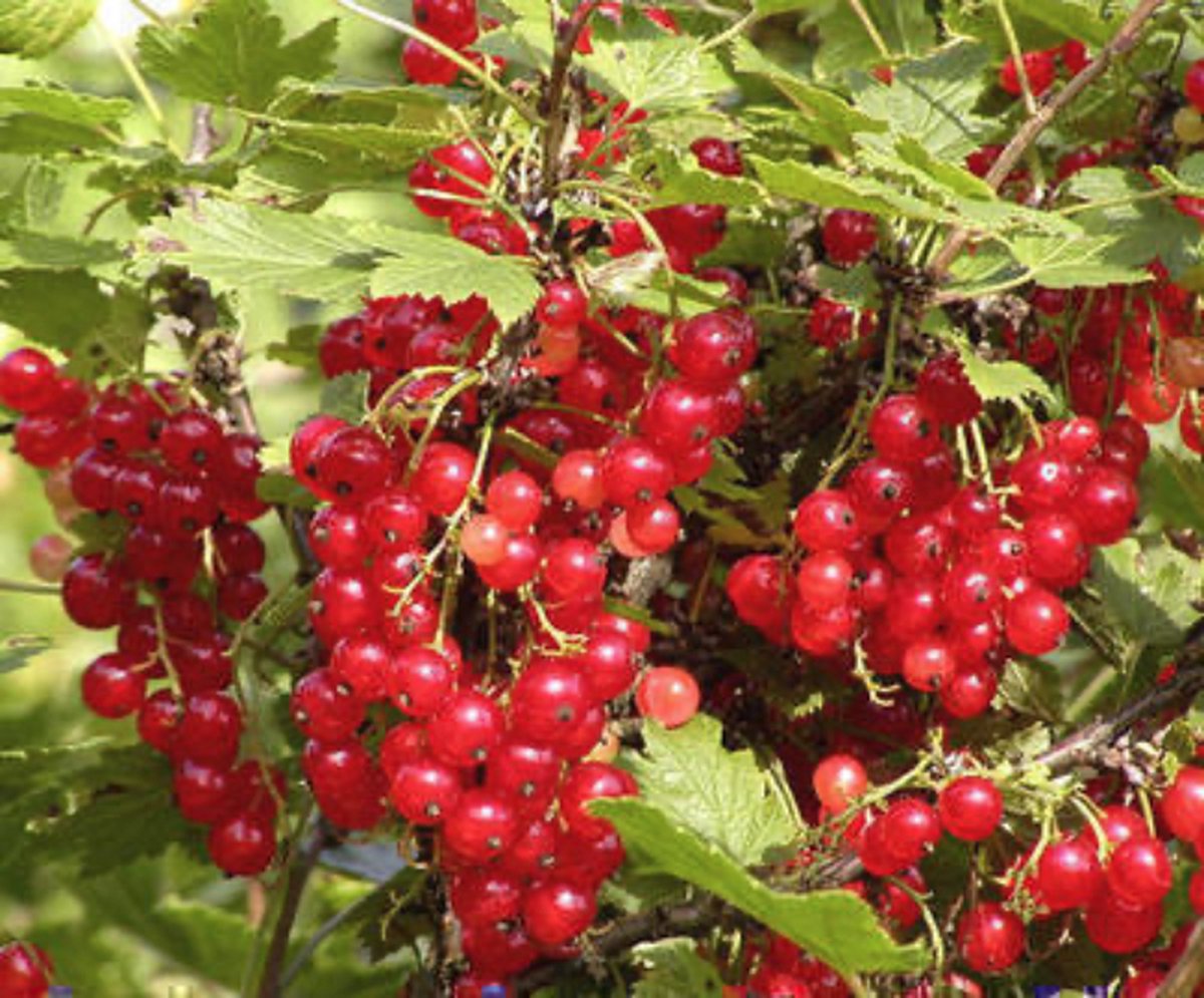 10x Ribes rubrum rood/rouge - Rode bes struik blote wortel | bol