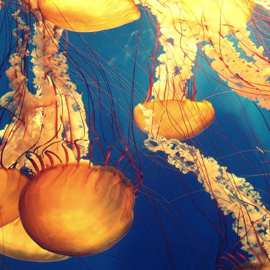 Poster / Papier - Dier / Dieren / Wildlife / Zee / Kwal - Zwart / geel ...