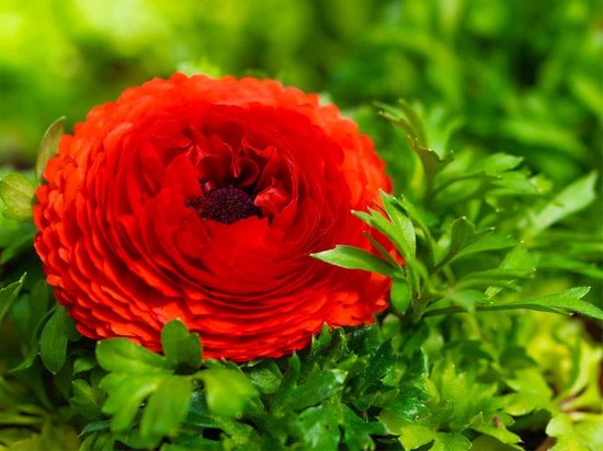 30 X RANONKEL ROOD | bol