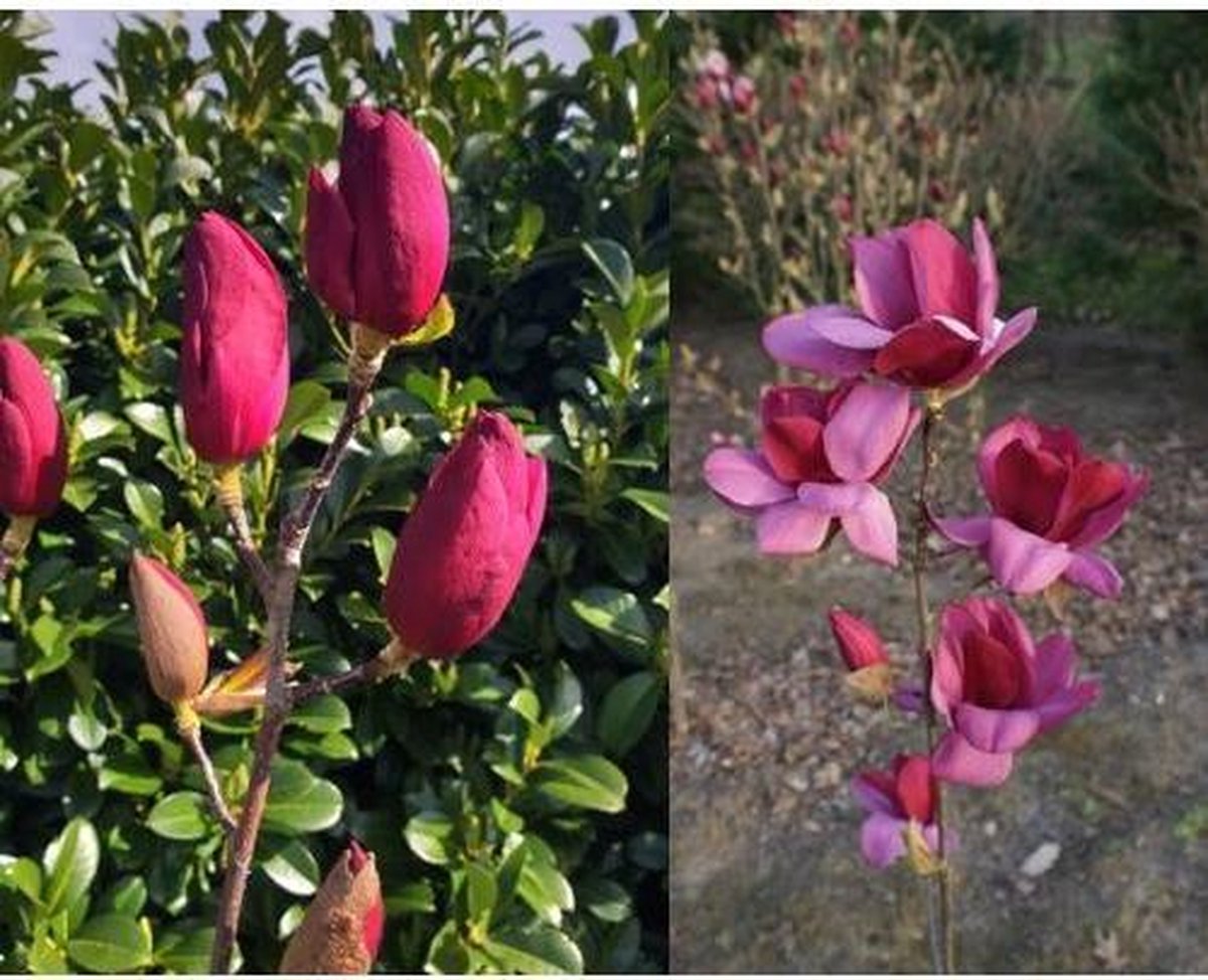 Magnolia 'Emperor' - Grandes fleurs rose foncé! | bol.com