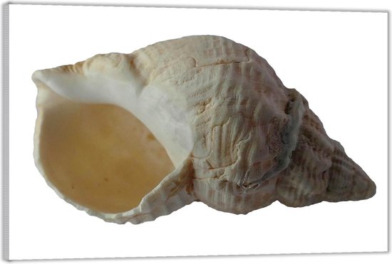 Acrylglas –Witte Schelp -40x30 (Met ophang) | bol