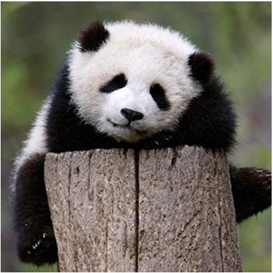 Museum&Galleries Notecards Mini Giant Panda Baby | bol.com