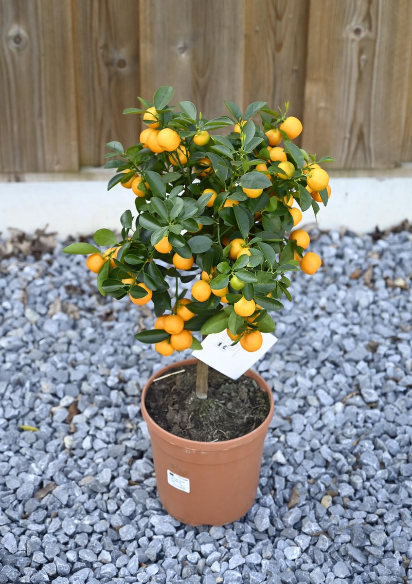 Mandarijnboom - Hoogte 60 cm | bol.com