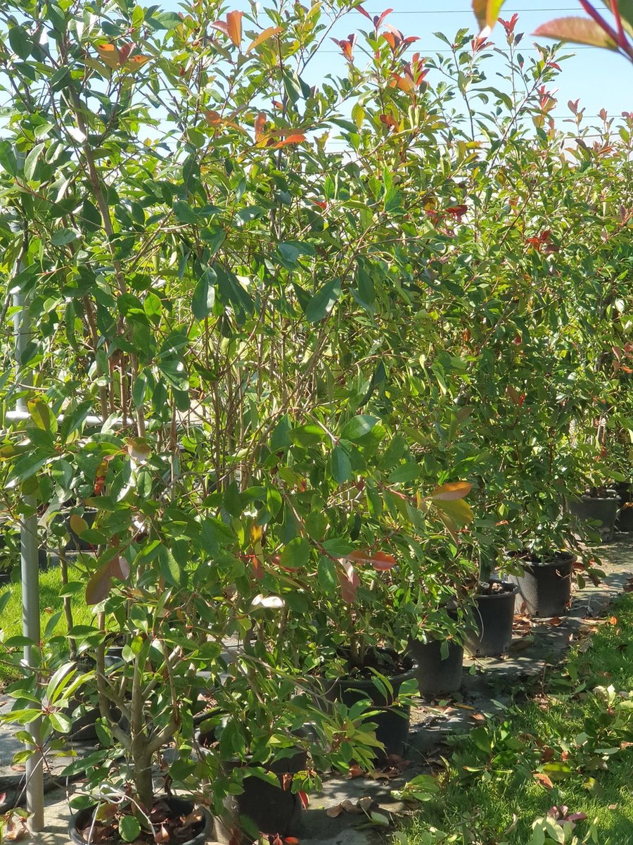 Photinia fraseri Red Robin | struik | Hoogte: 150-170 cm | bol.com